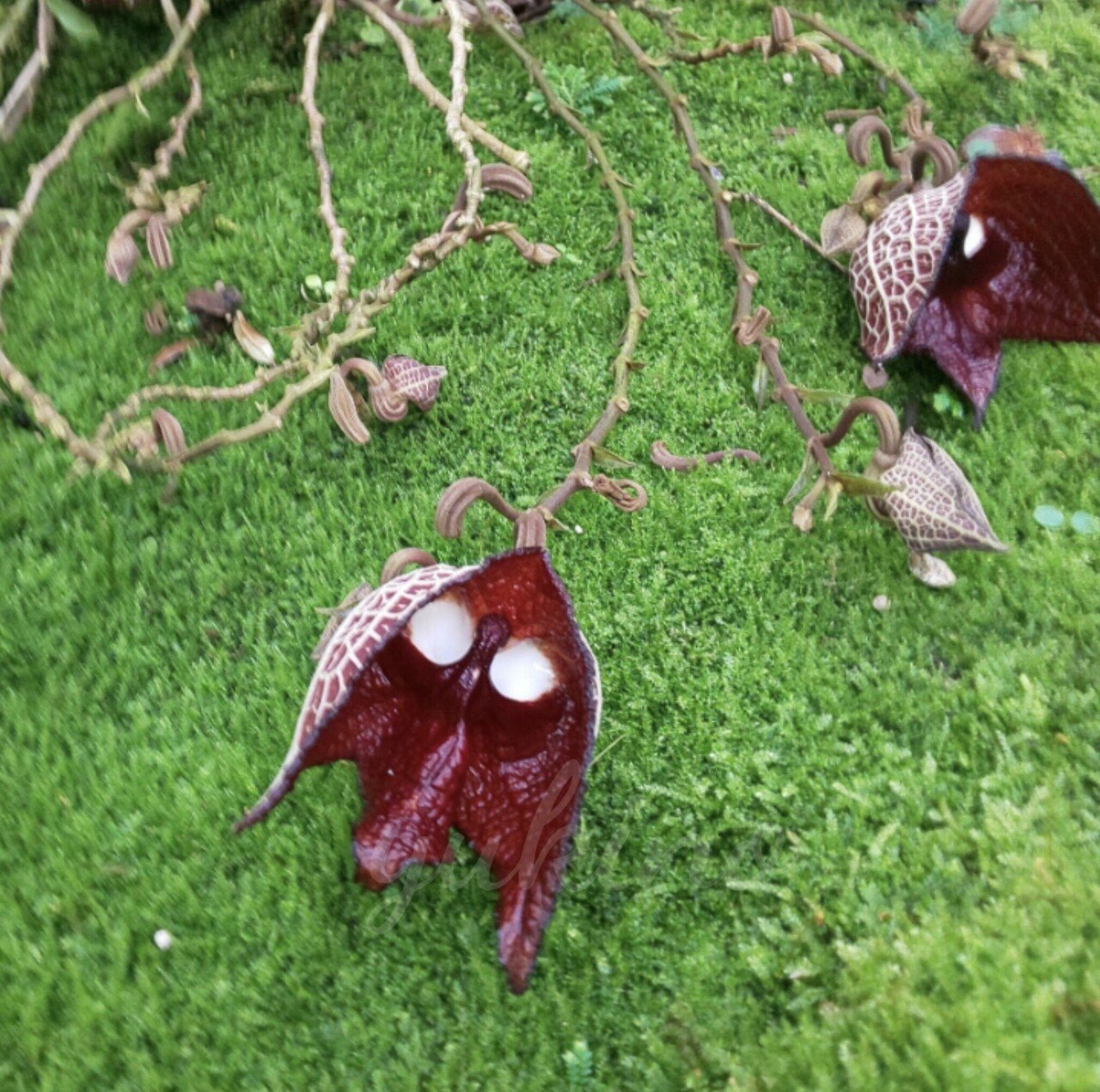 スター・ウォーズ｜yukino｜note