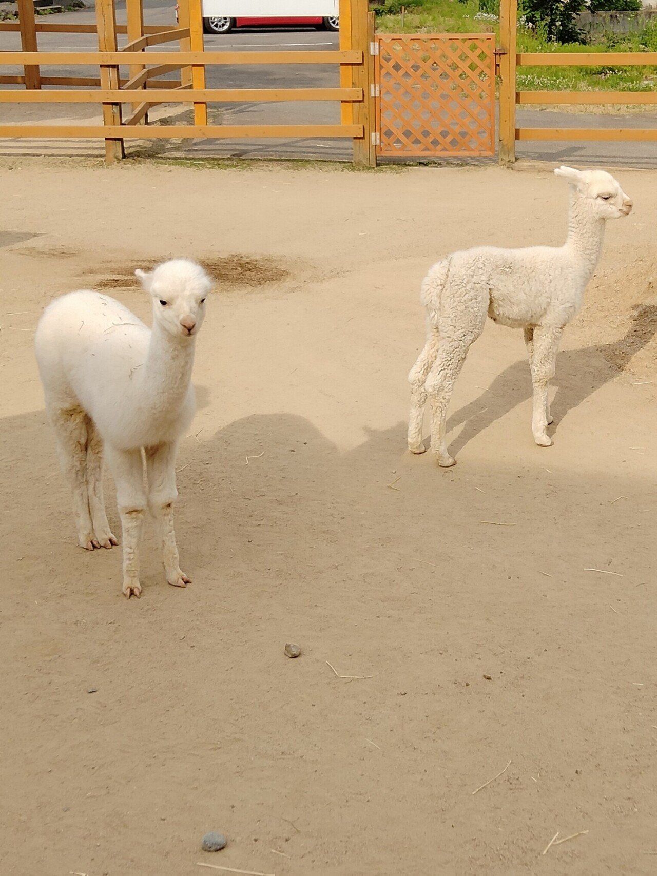 山古志アルパカ牧場を訪ねて｜ひら