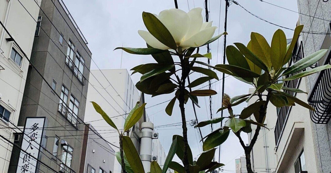 眩しくて夏…内検8回目【養蜂生活59日目】｜yabusan（823）