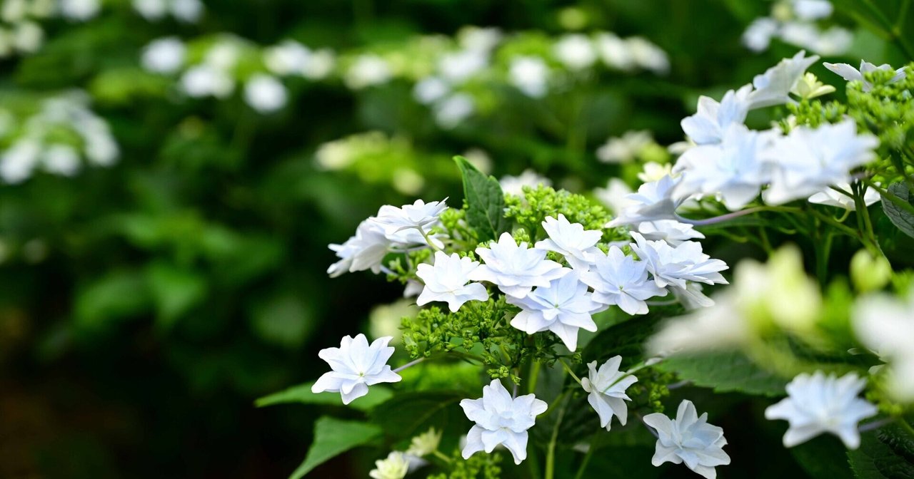 【まったり骨董日記_vol.06】箱、それは究極のルッキズム｜kim＊sayo｜note