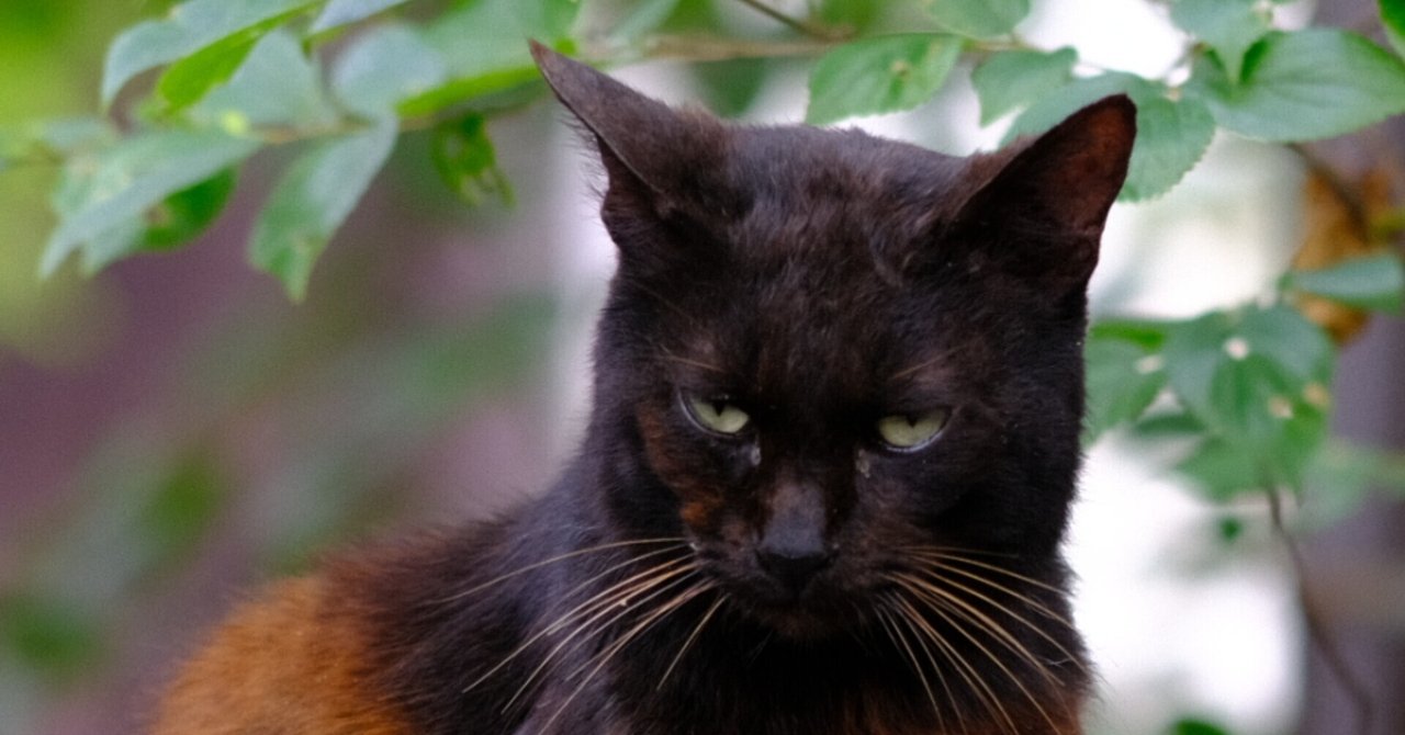 猫とカラス｜utsuno