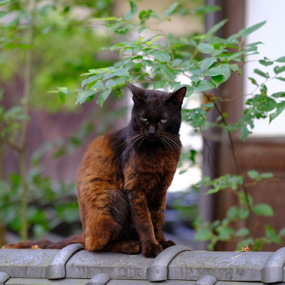 猫とカラス｜utsuno