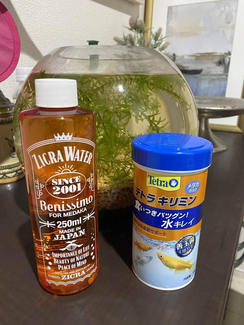 【ガーデニング】ビオトープのメダカが産卵した話（初心者）｜shimpei ito｜note