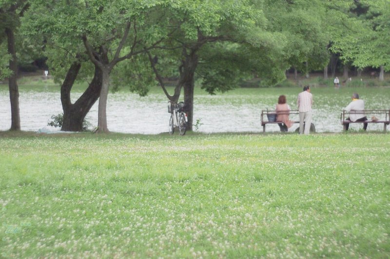 シロツメ草の思い出｜K.zaki｜note