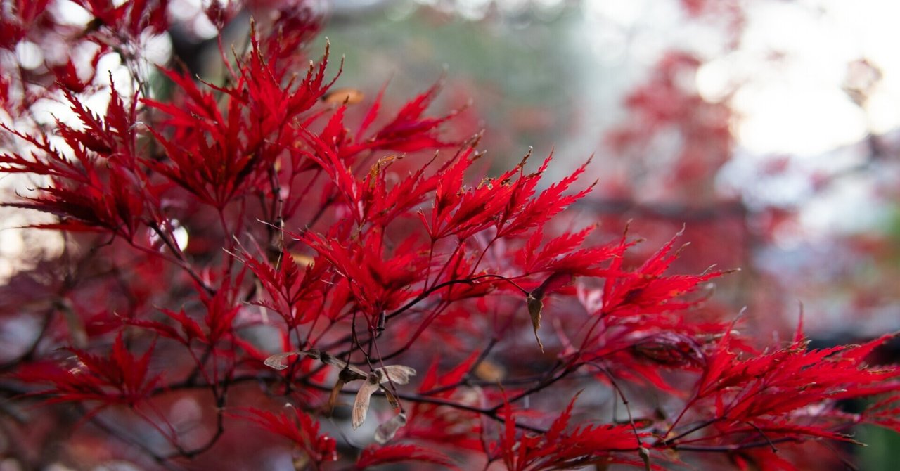 エネマグラでお尻の穴は緩くなってしまう？｜Enemagra