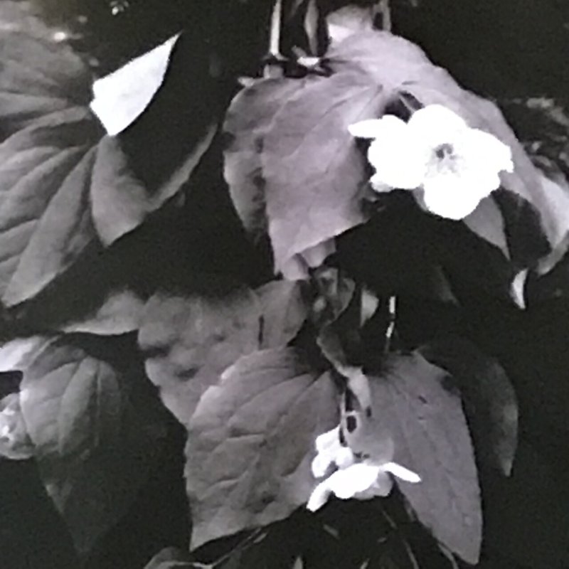 Abandoned Garden / Michael Franks｜佐藤達哉