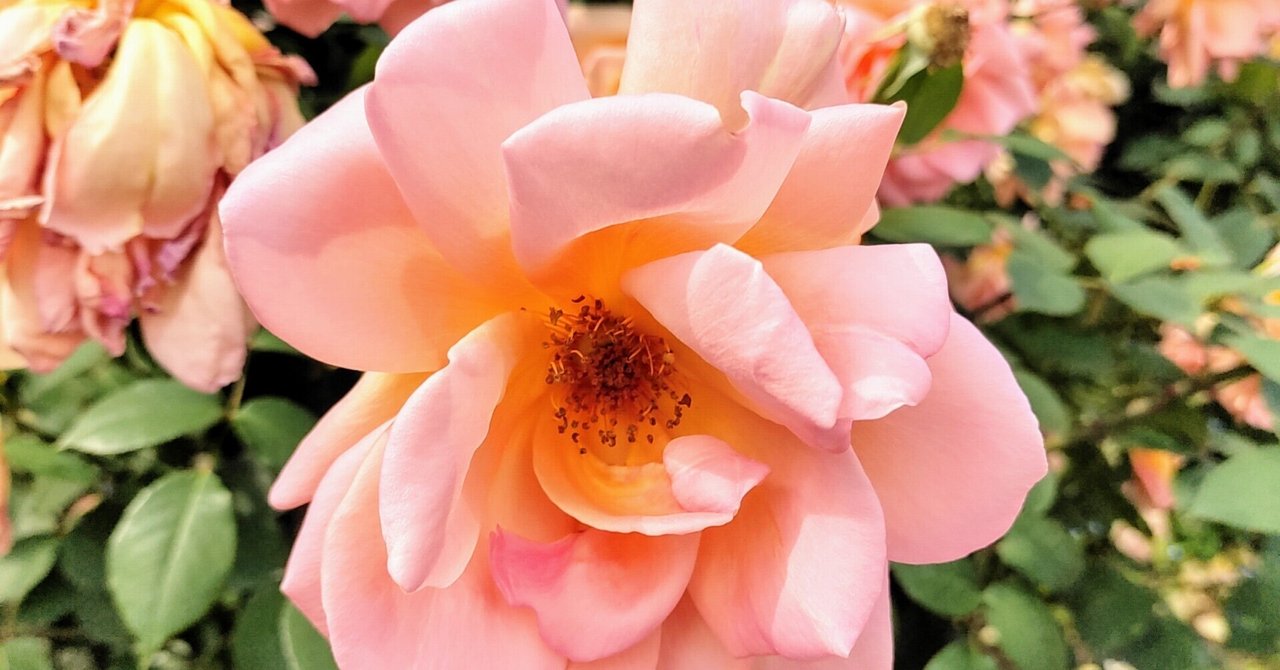 宗教と医学④日本人と神仏・明治維新以降の日本の医学の歴史｜K・HAMANO｜note