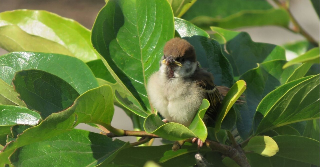 宗教と医学⑥悲劇的楽観主義・スピリチュアルケアと無神論｜K・HAMANO
