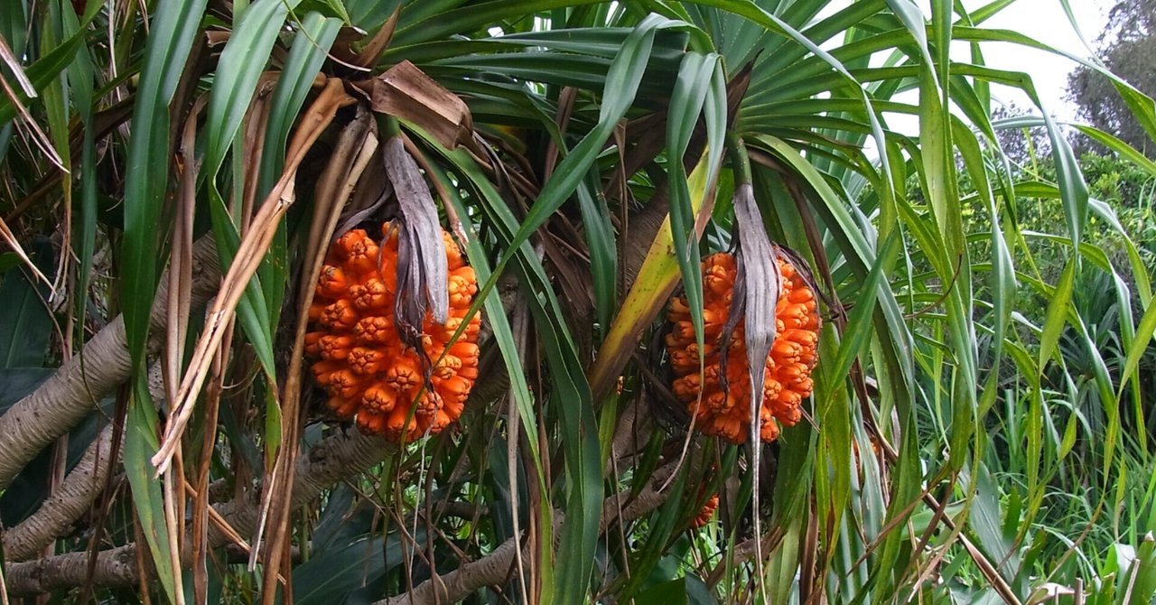 ひきこもり世界を架ける① 雲の南で…｜Kiyoshi Ishikawa｜note