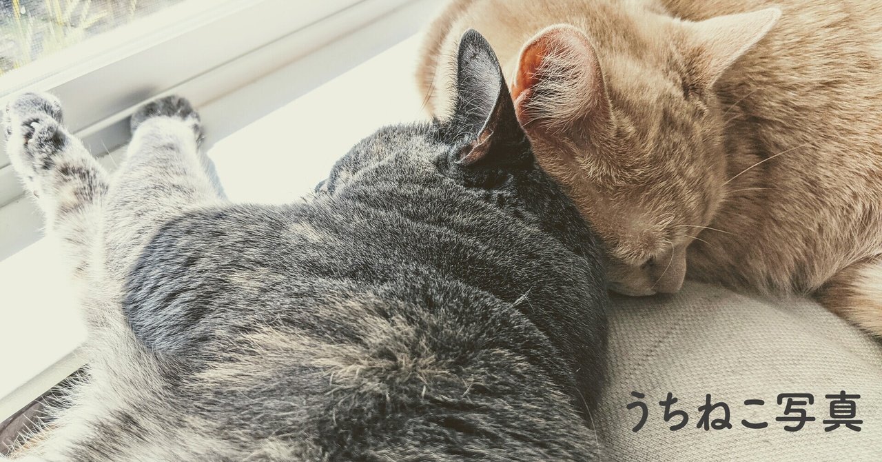 くっつく回数がふえたかも。｜アトリエハルコ｜atelier haruko｜note