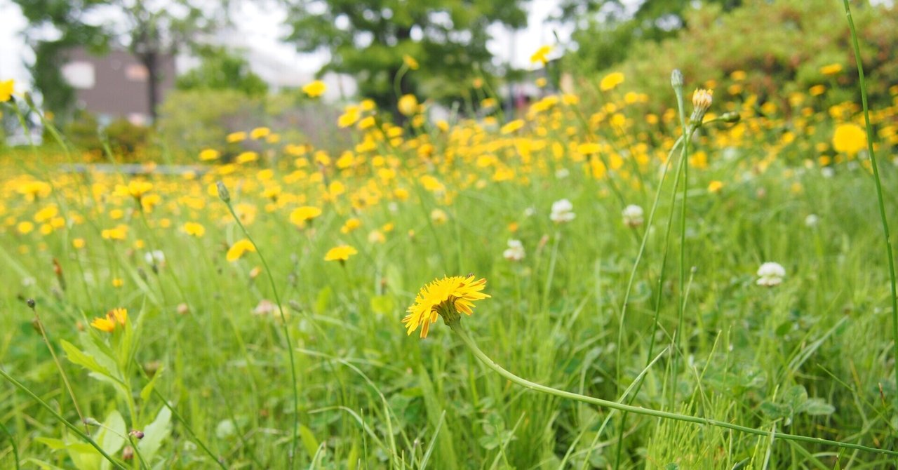 タンポポモドキ ー2021.6.29｜Yosuke Enomoto