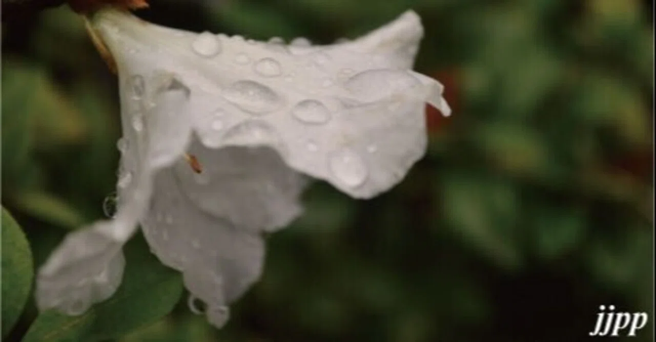 【写真投稿 No.2】雨天散歩(2021/07/03)｜jjpp