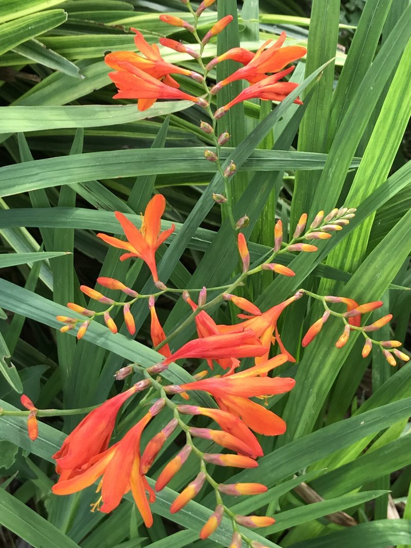 曇天のお花さん歩｜アッシュ