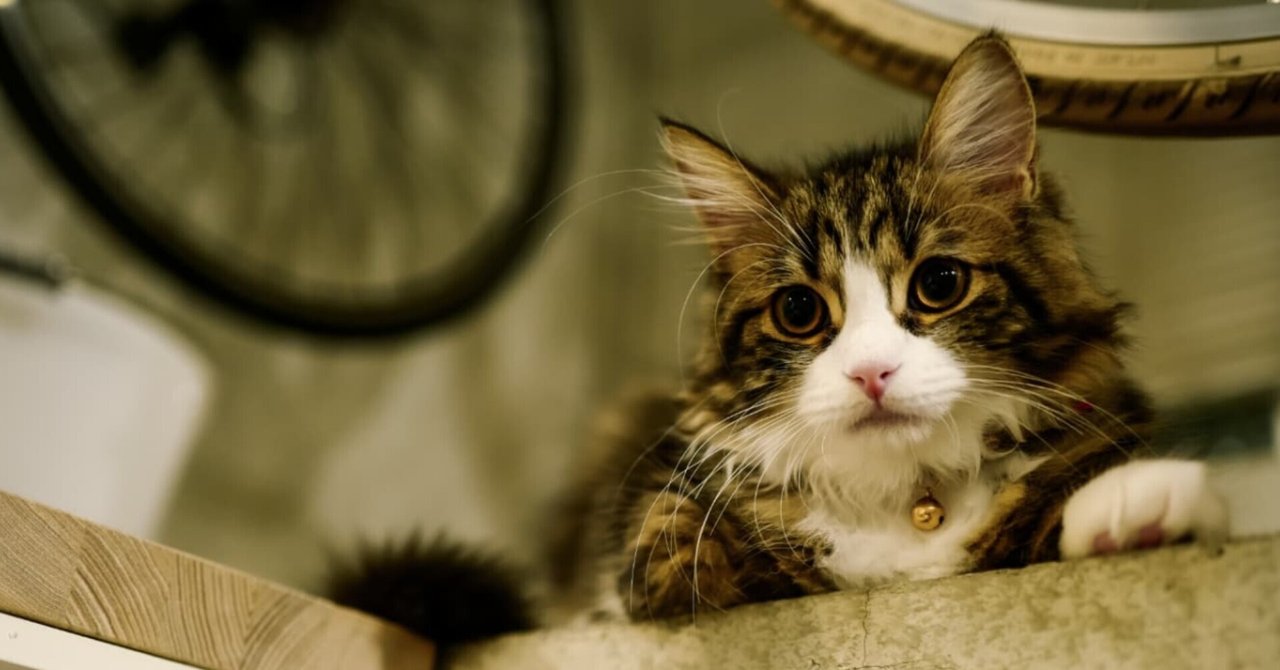 猫日記 - 臼井百々（うすいもも） - 4ヶ月1週目｜\\ uto-usui