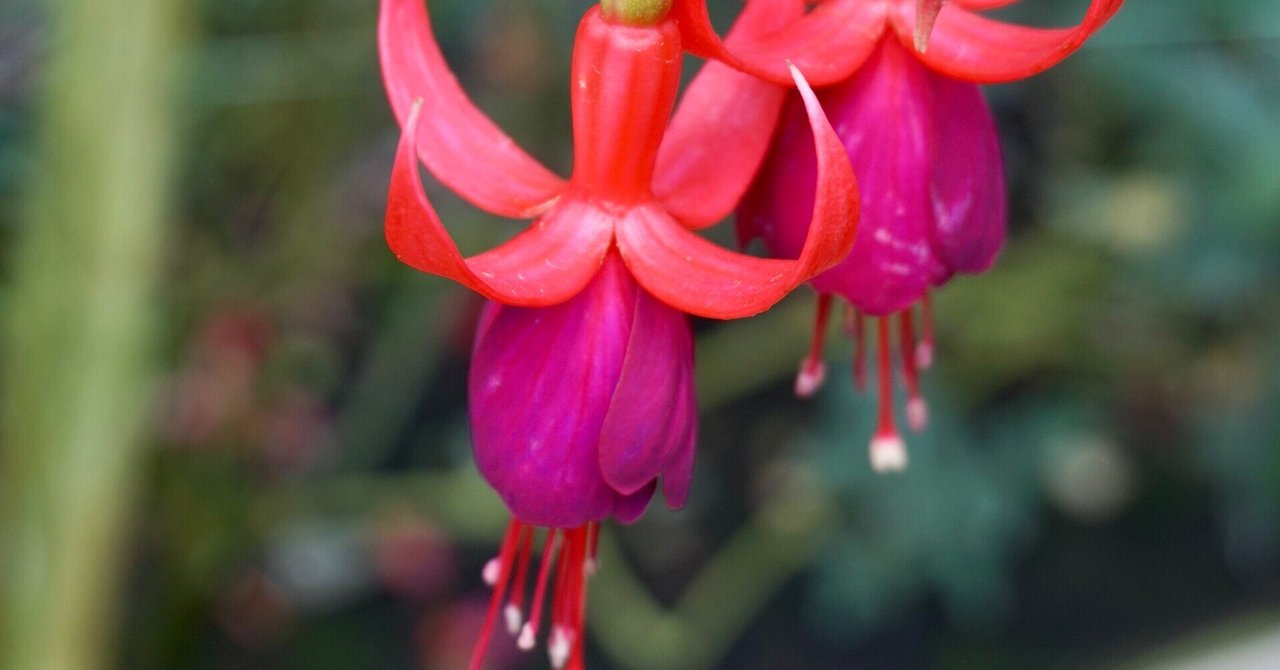 英単語覚え書 Contrite, Lament, Wretchedness, Remission, Penitent｜諸江修