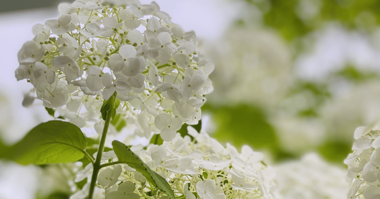 【note】開始から2ヶ月｜Ribe Rog (リベログ)｜note