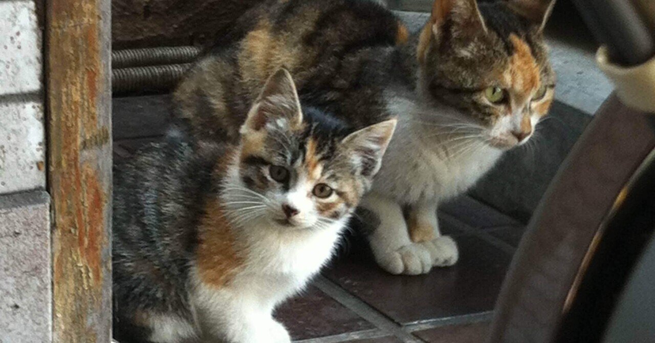 猫のこと｜miyuma