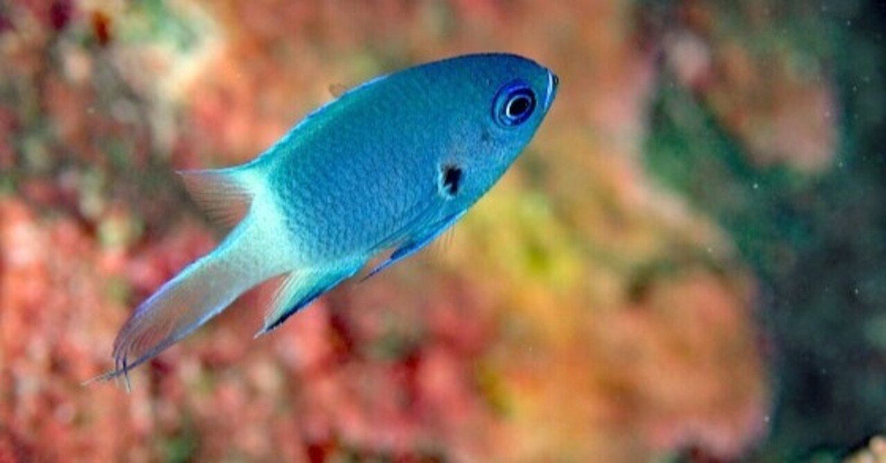 おひれ（尾鰭）｜tetsu takashi