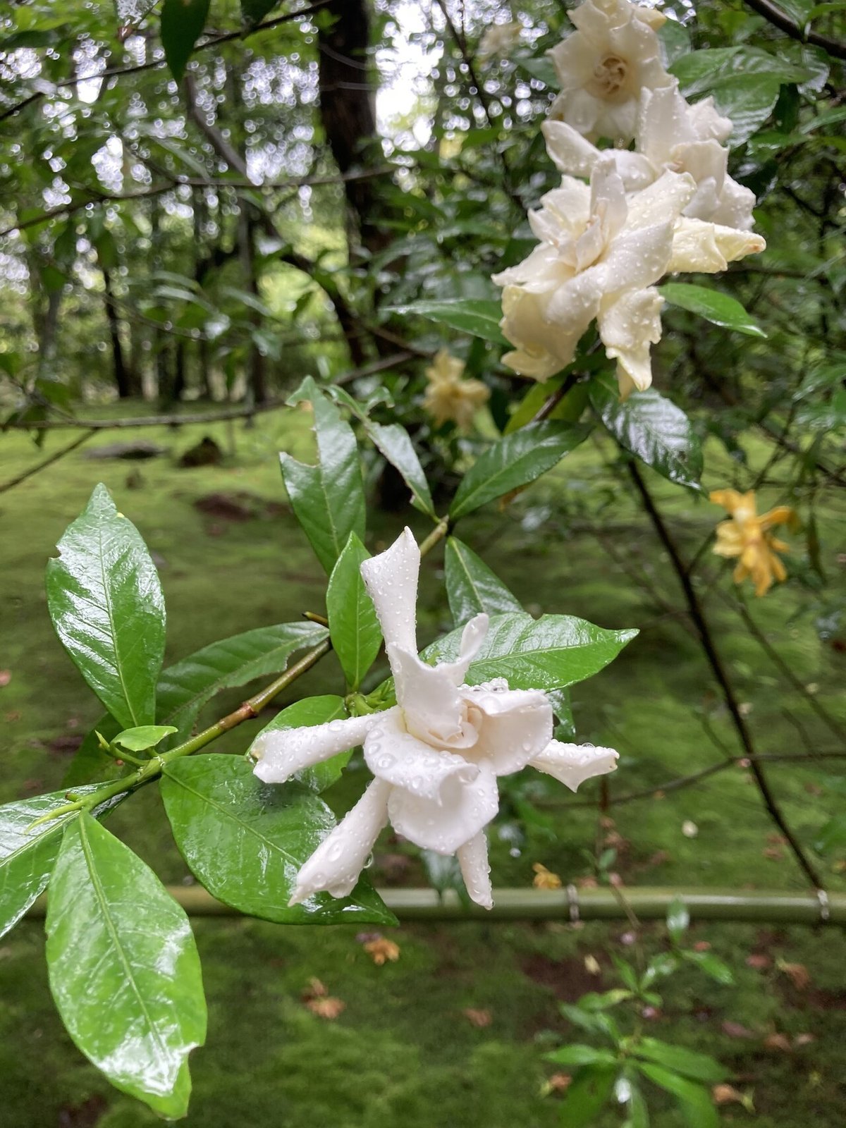 奈良 秋篠寺の技芸天を訪ねて〜堀辰雄「ミュウズの微笑み」｜Shalabyrinth