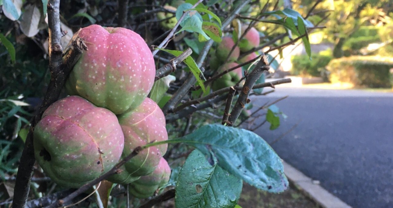 千秋楽白鵬のガッツポーズ、気持ちはわかります｜ojinseye｜note