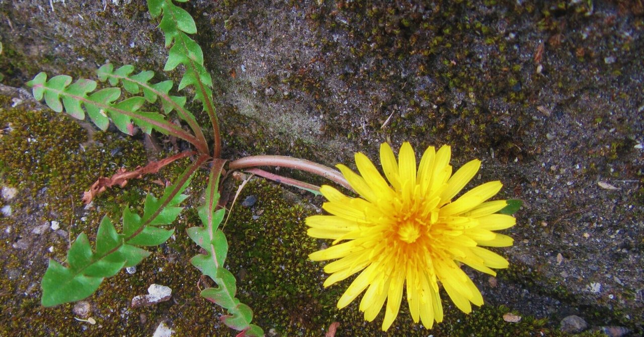 いっぱい失敗して考えること。49/100｜takuma｜note