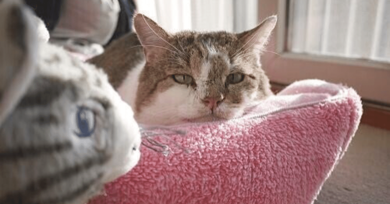 コミュニティー｜Ryusei Ando (Andy)｜note