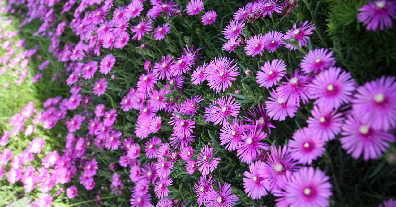 エネマグラをはじめよう｜Enemagra