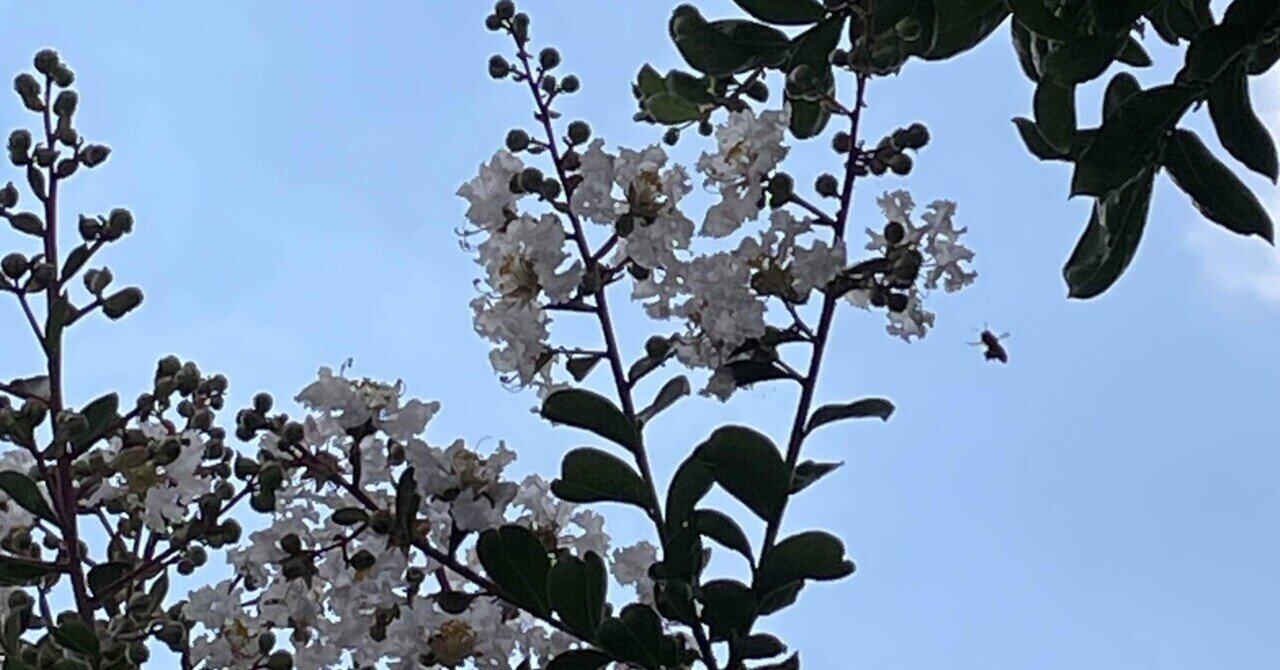 番外作業【養蜂生活101日目】｜yabusan（823）