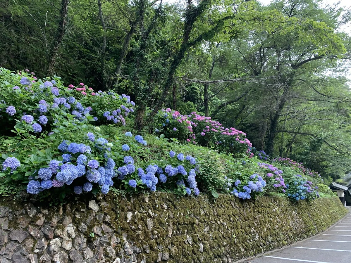 佐渡島｜chieyu