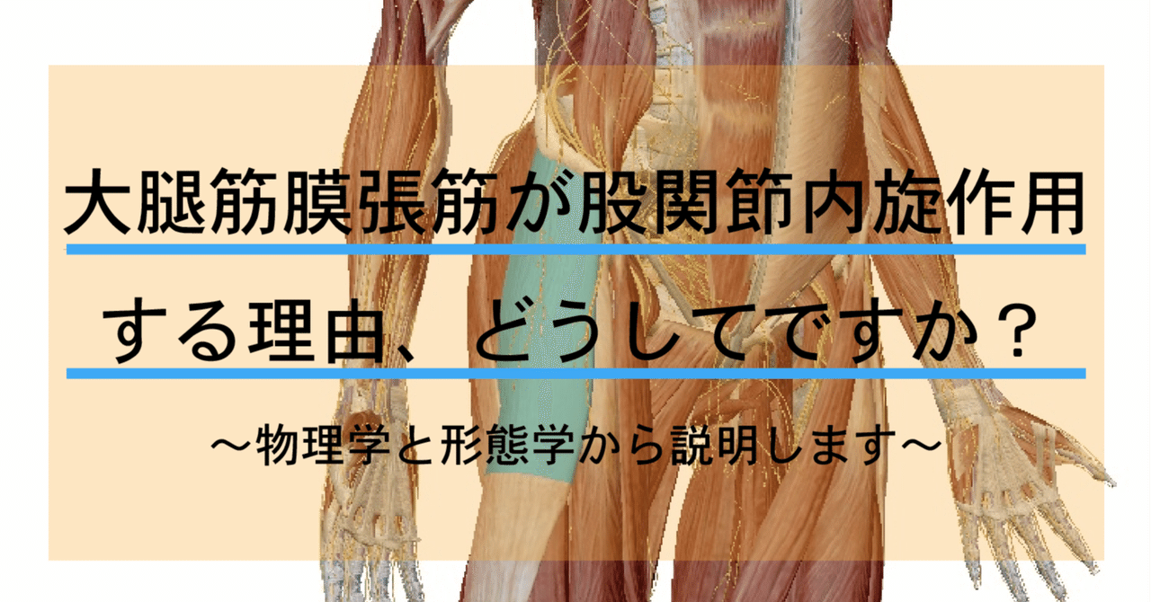 なぜTFLが股関節内旋作用を持つのか。｜Masashi.Anzai~動作･身体の専門家~