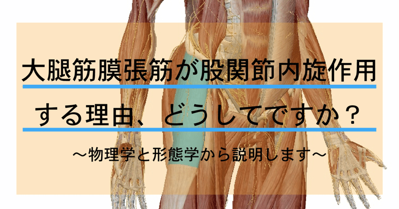 なぜTFLが股関節内旋作用を持つのか。｜Masashi.Anzai~動作･身体の専門家~｜note