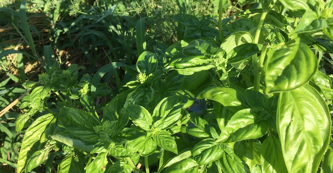 手作りジェノベーゼソース｜nob nakata