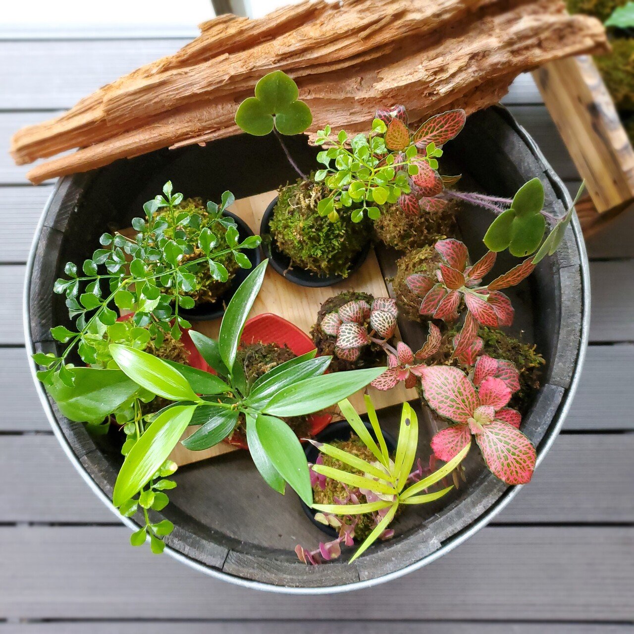 ミニ盆栽コーヒー苔玉を楽しむ④遊び心も大切|金澤屋流お家 ミニ盆栽コーヒー苔玉を楽しむ④遊び心も大切|金澤屋流お家
