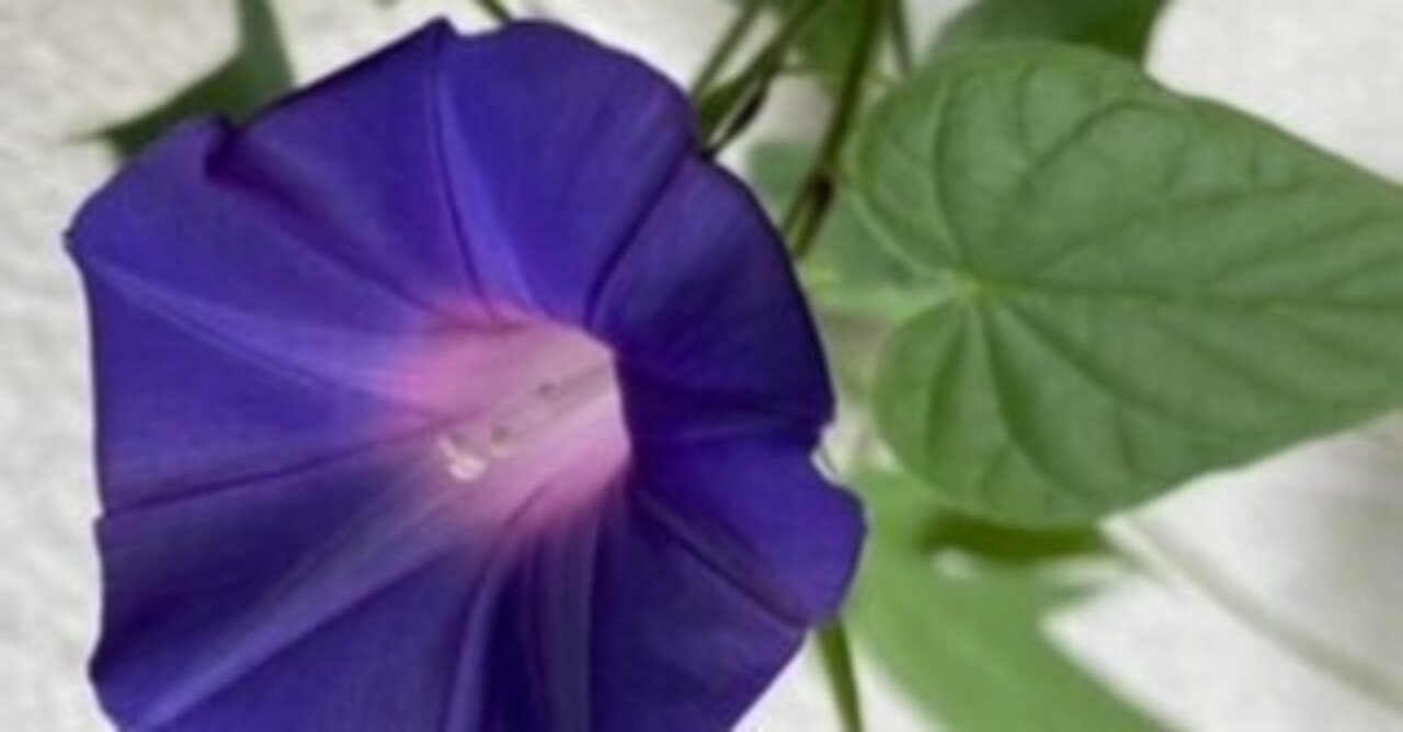 コロナについて分かって腑に落ちた。さて、それからどうする？｜ck_wakaba｜note