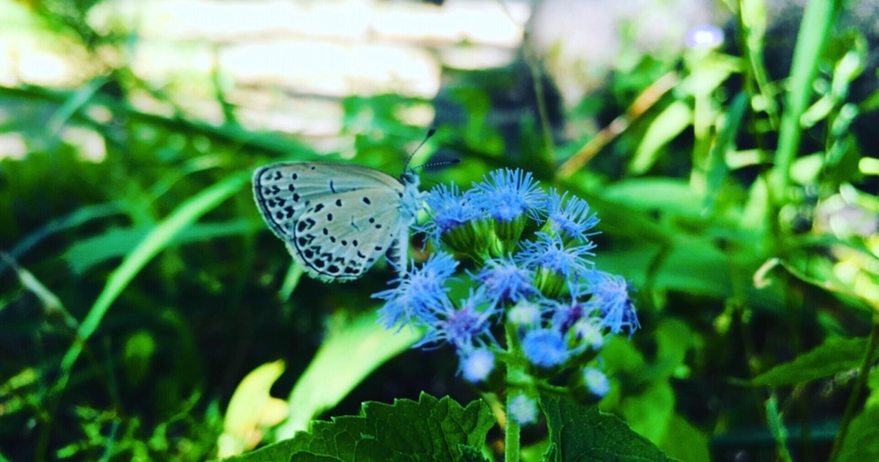 2021.8.4 Talk＆Tarot 【テーマ: 決めた人へ】｜Miki Hattori／Mu Ku