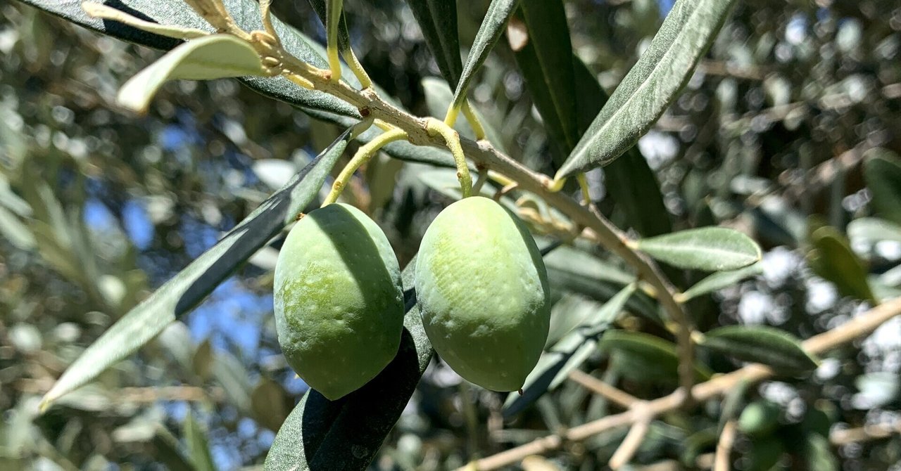 トスカーナ・オリーブの夢 7｜YUKI OTA｜note