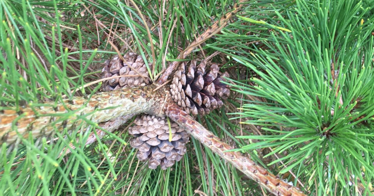 樹木の時間/人の時間｜ken okai | 界隈創造舎