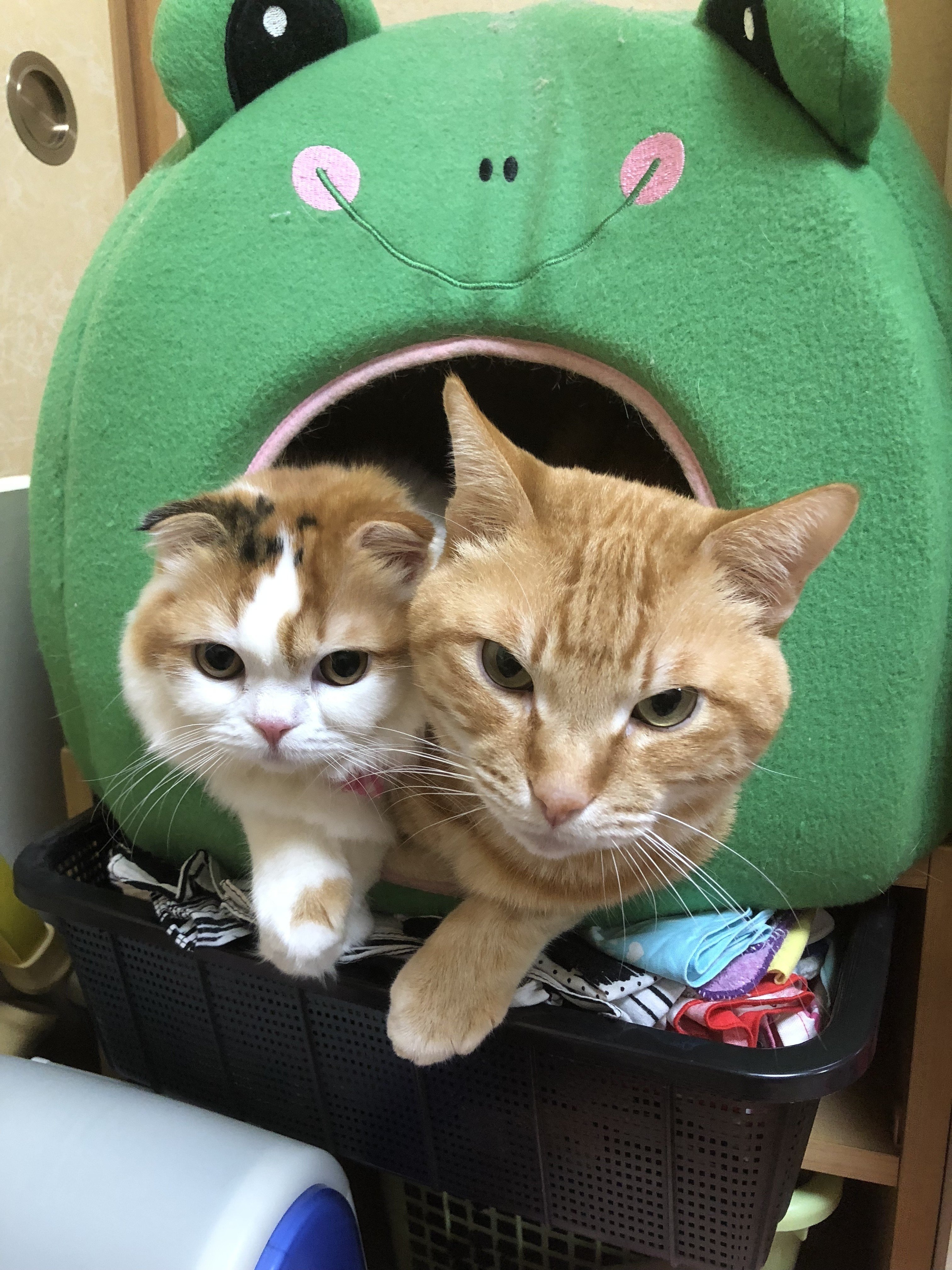 kazu_717_seven_stars｜note