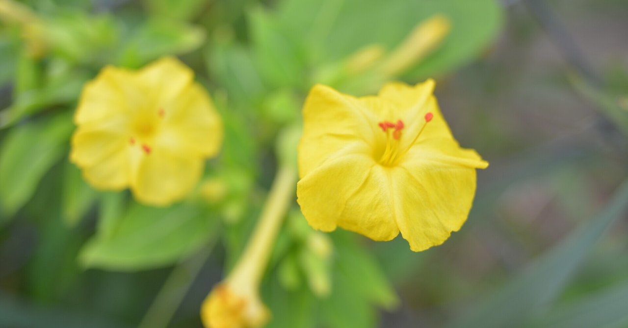 ミドルクラスのカメラでできるだけいい写真を撮る⑦-1｜Daichi Okamoto