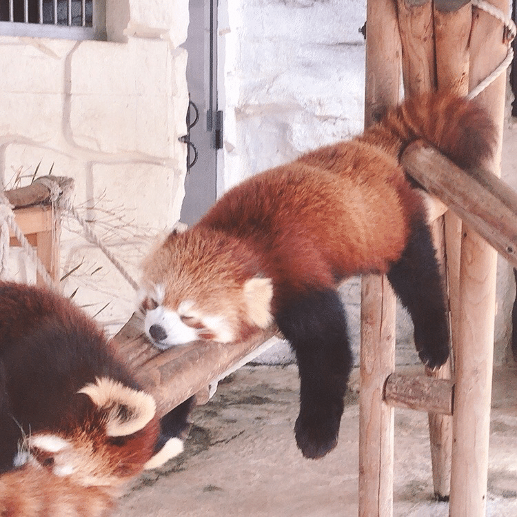 【自己紹介】はじめまして！muukoです(*^^*)｜muuko@｜note