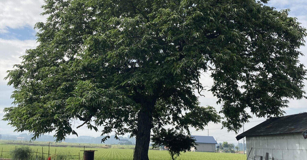 良妻賢母の裏にある思い｜みっちー🌈Michiko Tsukuda｜note