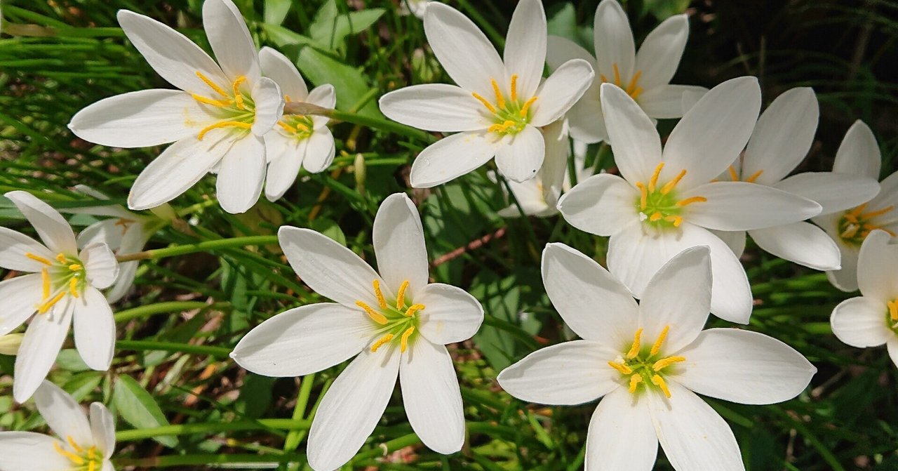 感謝～かなこさんへ｜miyuma のーこ ┃みんな大好きよ｜note