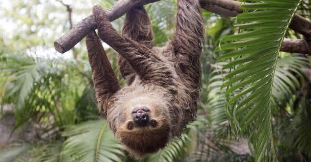 習慣と慣れ について思ったこと｜Satoshi Miya-宮 聡-