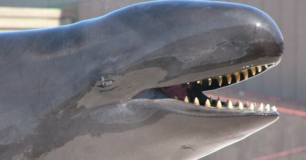 全訳トム・ケニオン音源解説「Lament For Whales: A Shaman’s Song(鯨たちの嘆き：シャーマンの歌)」｜jacob ...