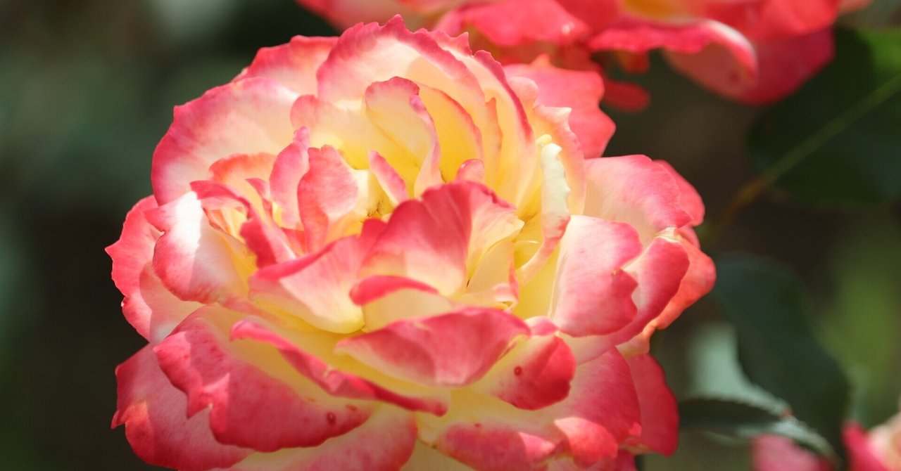 お祝い事は誰のために｜Sosyu Kikuchi｜note