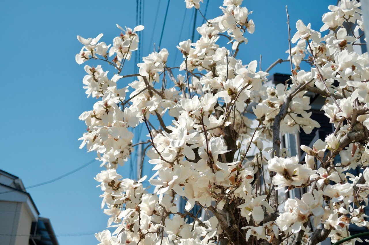 花が咲き始めていた X-Pro2 XF35mmF2 R WR｜nofm