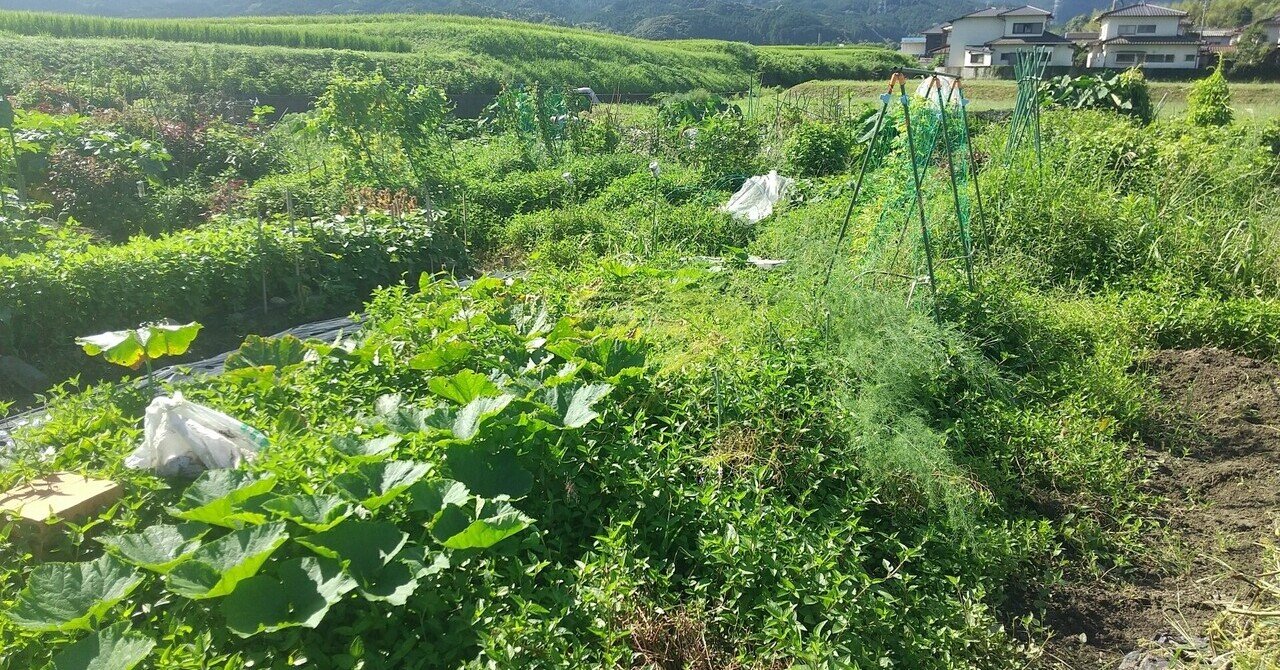 210829 菜園作業まとめ｜草野京楽