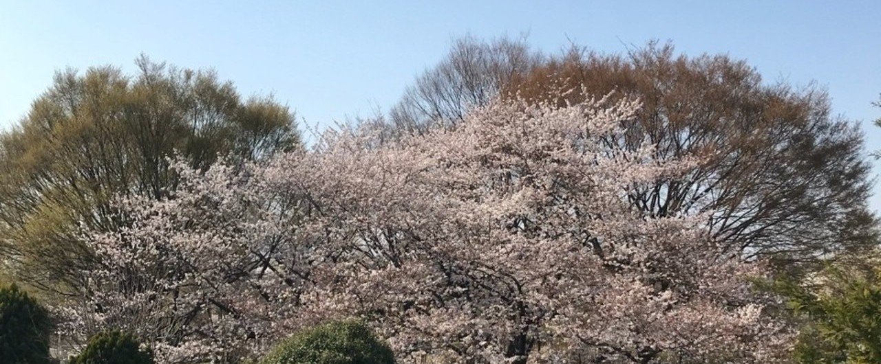 桜満開｜Code for Nerima