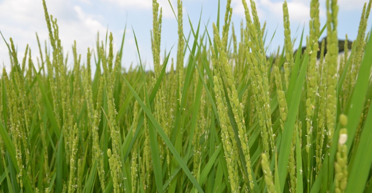 本田 龍祐～Ryusuke"dragon"Honda｜note