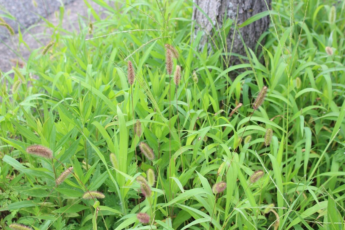 エノコログサいろいろ｜あおはくたき